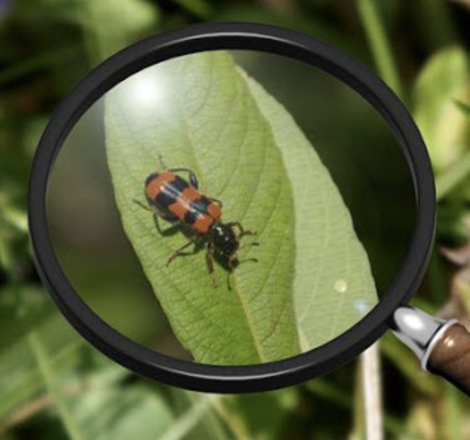 A Beetle Under a Magnifying Glass :: SteynOnline
