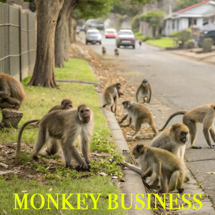 Monkey Business :: SteynOnline